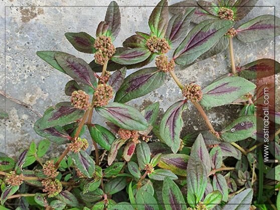 Patikan kebo (Euphorbia hirta) | Sastra Bali